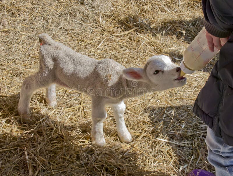 Spring Lamb stock image. Image of animal, spring, wool - 24202747