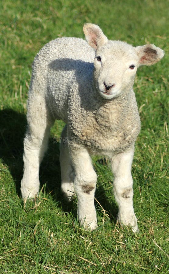 Spring Lamb stock photo. Image of baby, agriculture, farm - 18542112