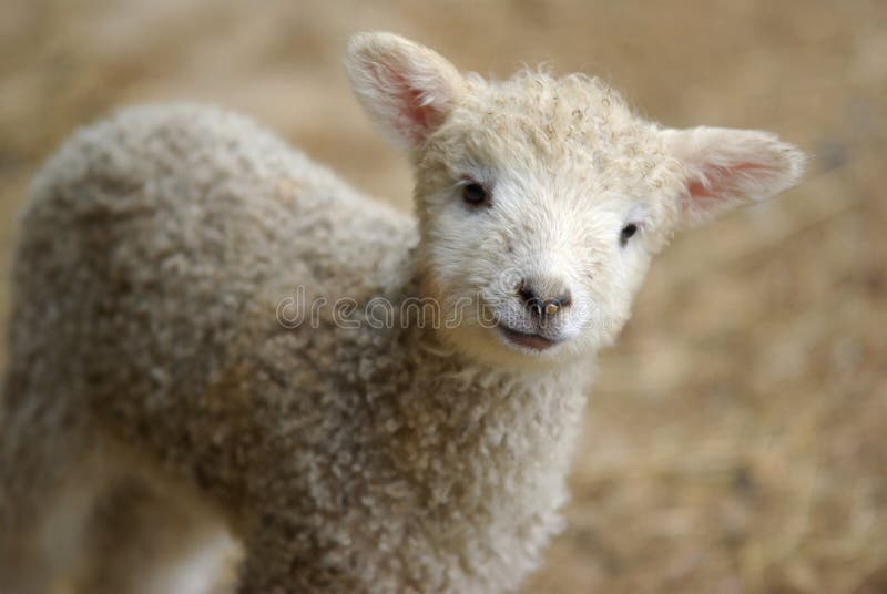 The Cutest Newborn Spring Lamb Ever! Stock Image - Image of gift ...