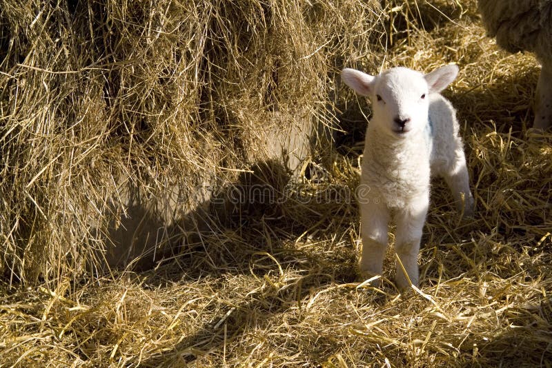 Spring Lamb Picture. Image: 8533798