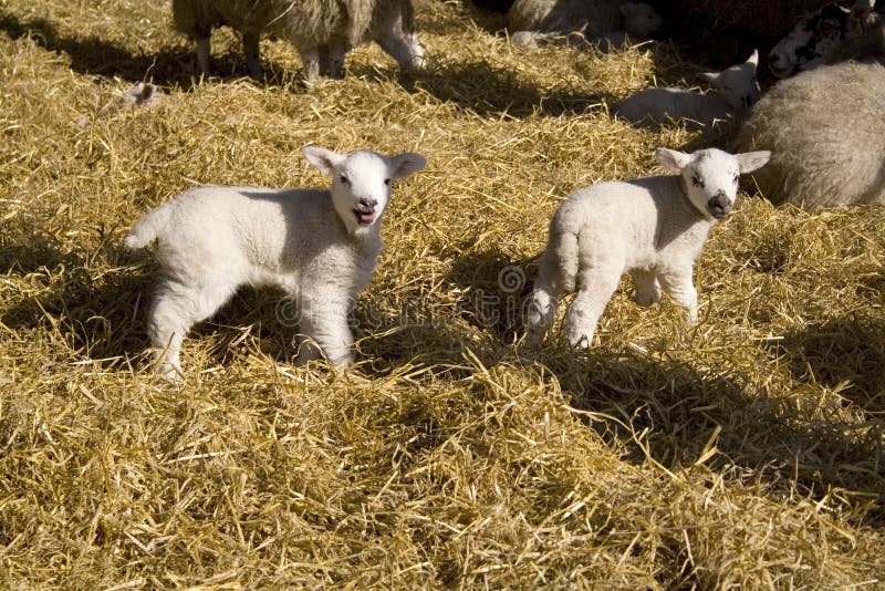 Spring Lamb stock image. Image of feeding, farming, suckling - 8534151