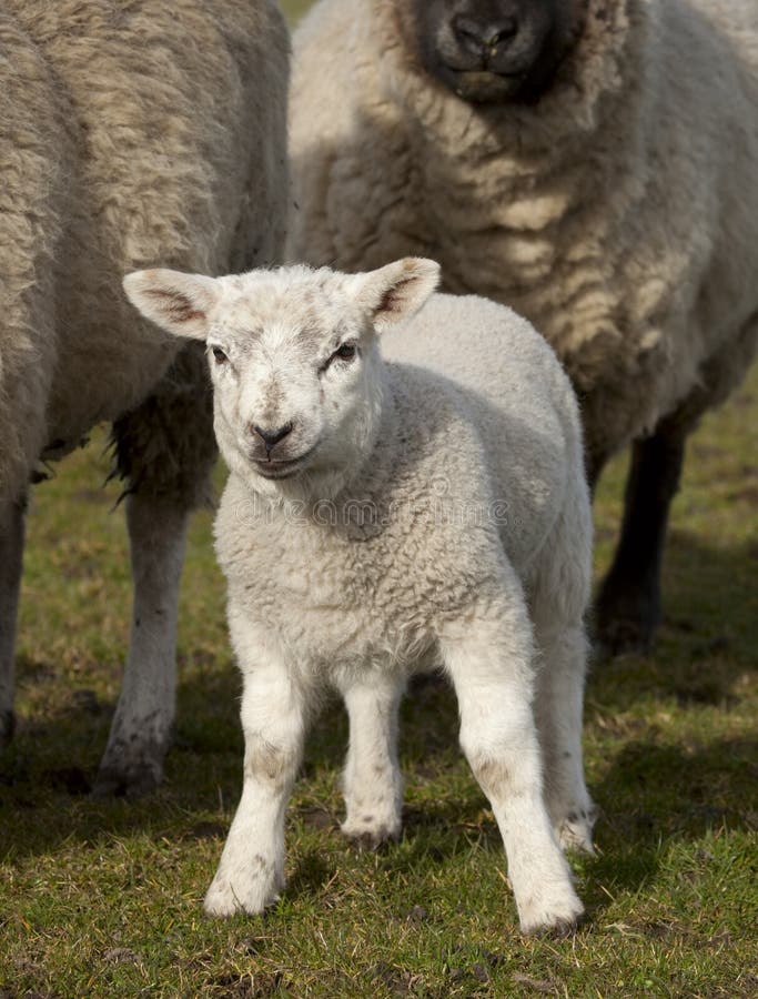 Spring Lamb stock photo. Image of baby, agriculture, farm - 18542112