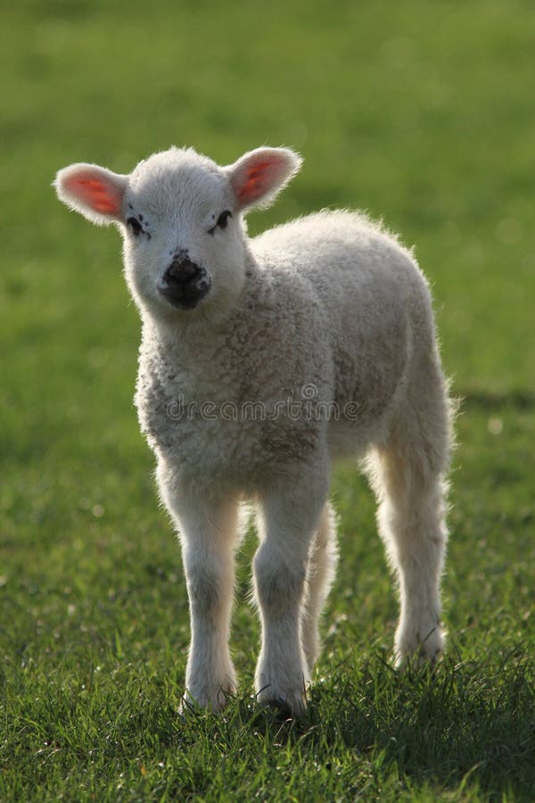 Lamb stock photo. Image of pure, frolic, sheep, animal - 6940546