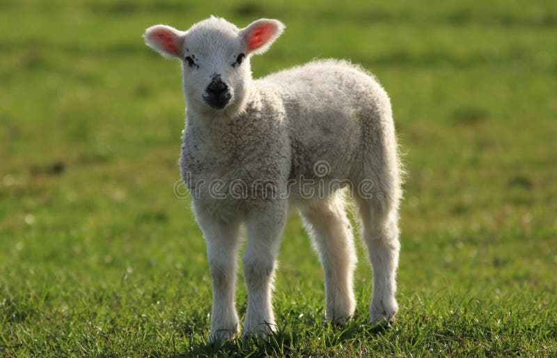 Spring Lambs Looking Directly at You Stock Image - Image of forest ...