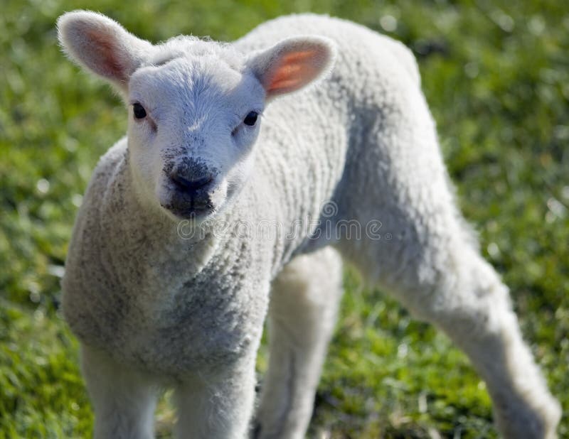 Spring lamb stock photo. Image of farm, lamb, field, farming - 9420306