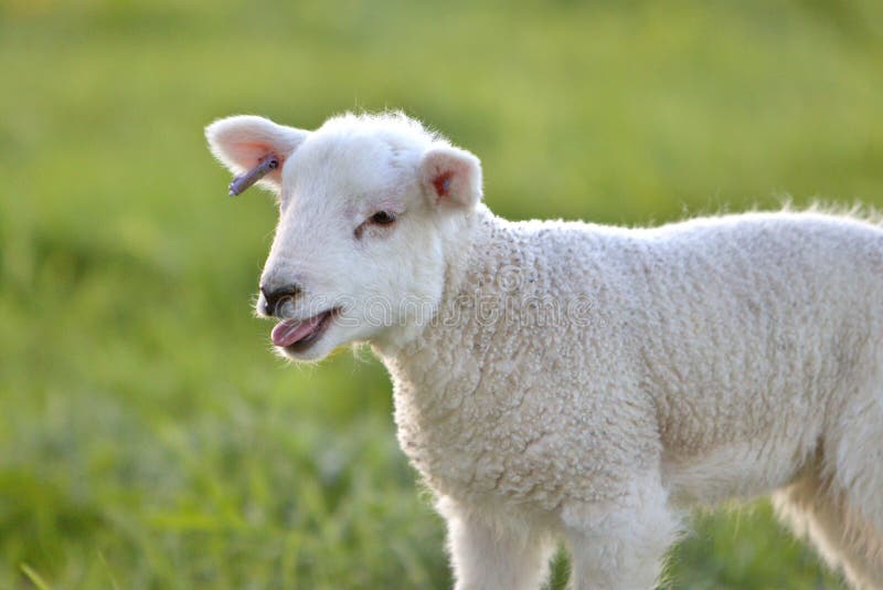 Spring lamb bleeting stock image. Image of rural, agricultural - 276581209
