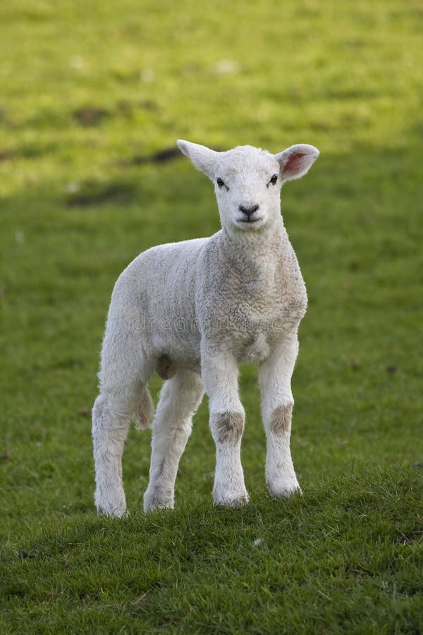 Spring lamb in a field stock image. Image of gaze, curious - 5149477