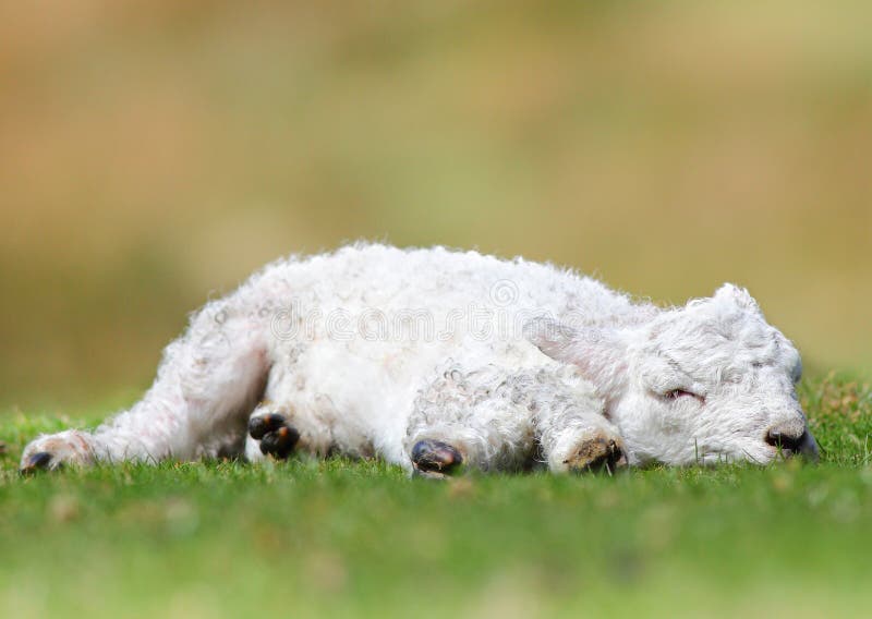 Spring lamb stock photo. Image of lying, resting, laying - 39447056