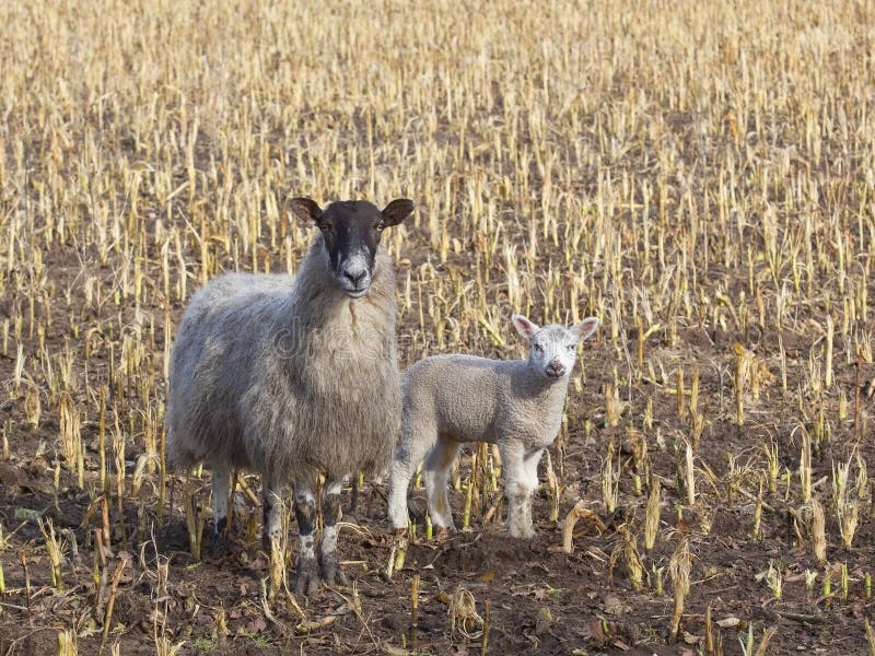 Spring lamb and mother stock image. Image of livestock - 18530441