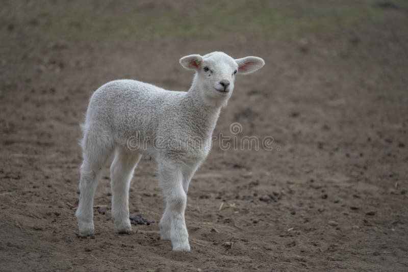 Spring Lamb. New Born Lamb at the Farm Stock Photo - Image of flock ...