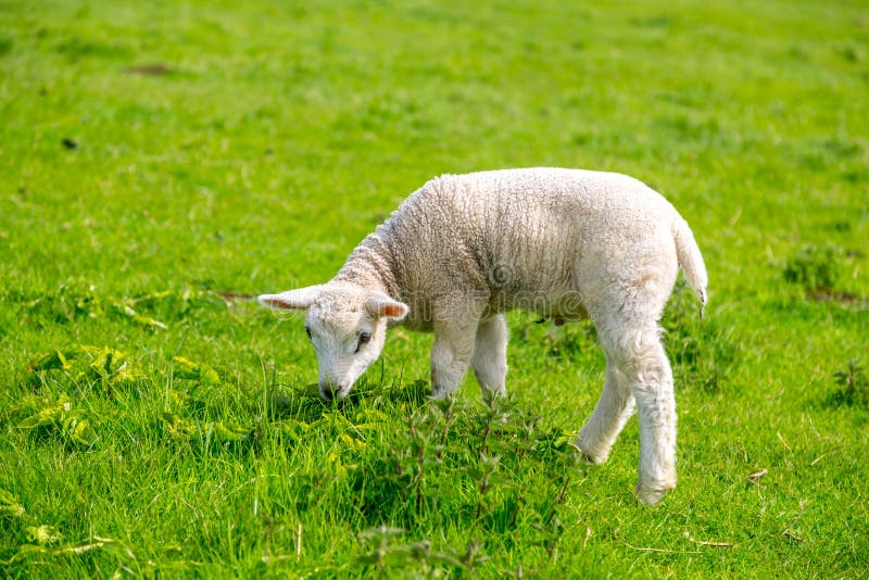Spring lamb stock photo. Image of meadow, animal, kids - 53669492