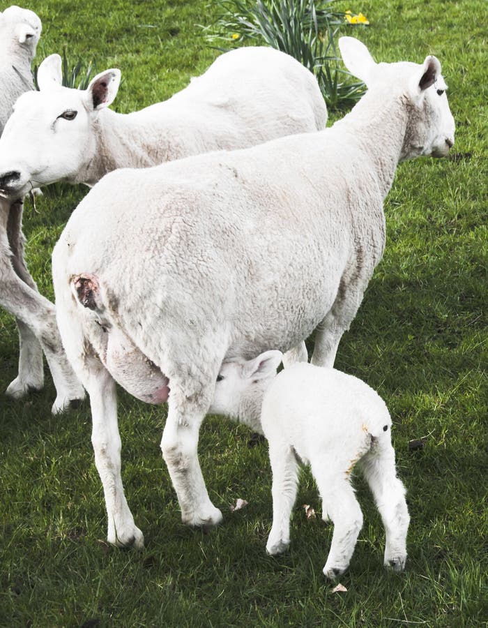 Sheep Nurses Stock Photos - Free & Royalty-Free Stock Photos from ...