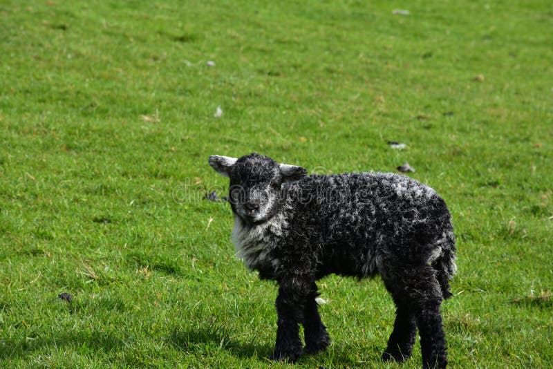 Spring Lamb with Shaggy Grey and Black Wool Stock Photo - Image of ewes ...