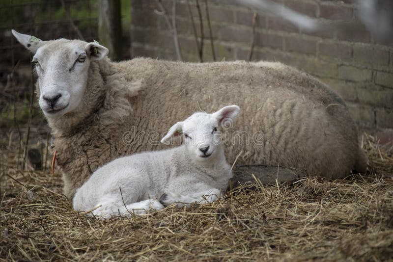 Spring Lamb. Sheep in Field with Its New Born Lamb Stock Photo - Image ...