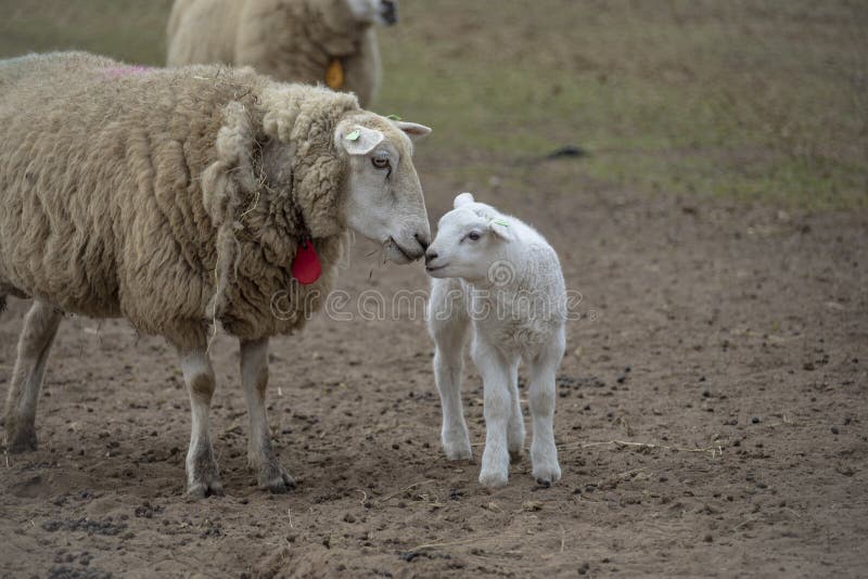Spring Lamb. Sheep in Field with Its New Born Lamb Stock Image - Image ...