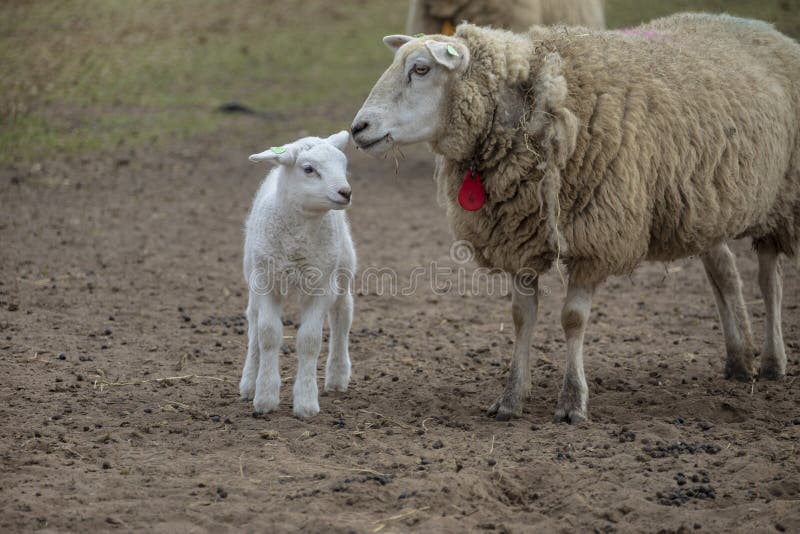 Spring Lamb. Sheep in Field with Its New Born Lamb Stock Photo - Image ...