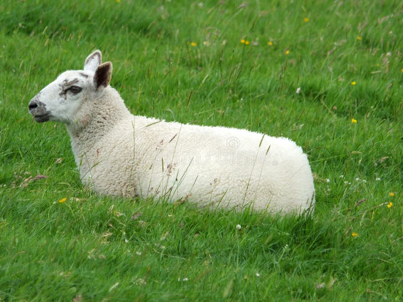 Profile Of A Lamb Picture. Image: 2502041