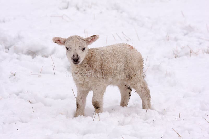 Spring lamb in the snow stock photo. Image of freezing - 4809066