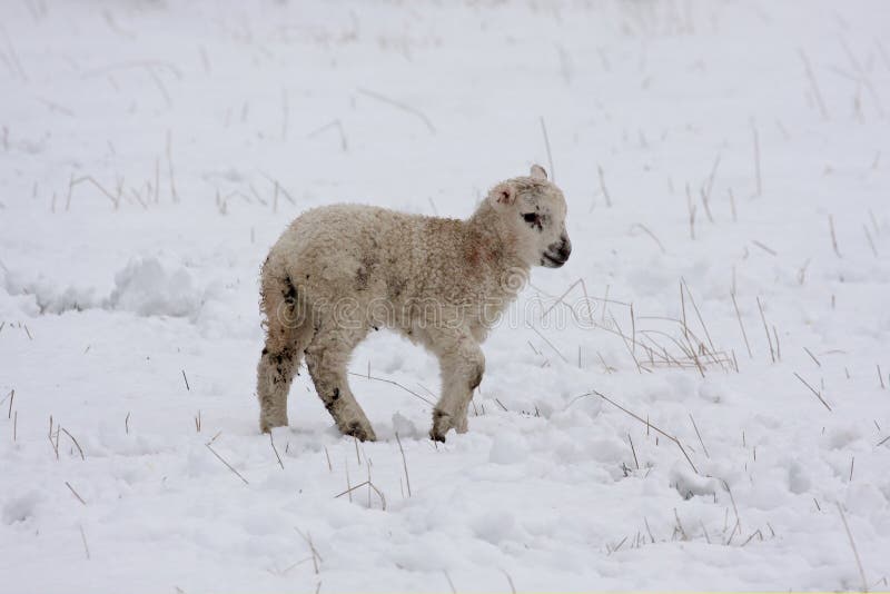Spring Lamb In The Snow Picture. Image: 4809423