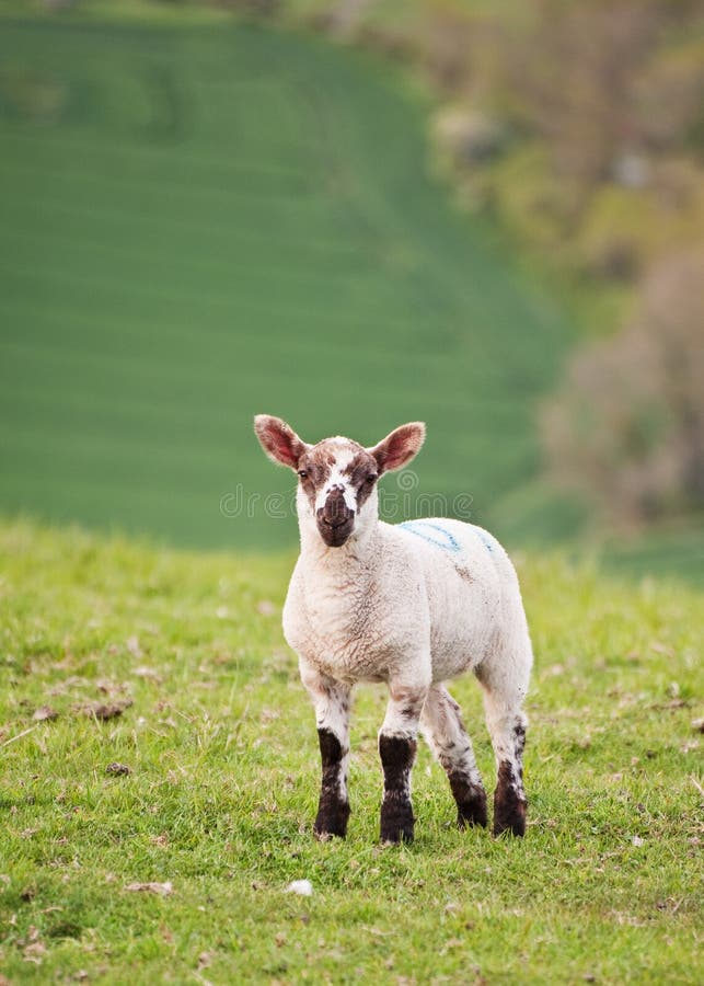 Spring Lamb in Spring Rural Farm Landscape Stock Photo - Image of rural ...