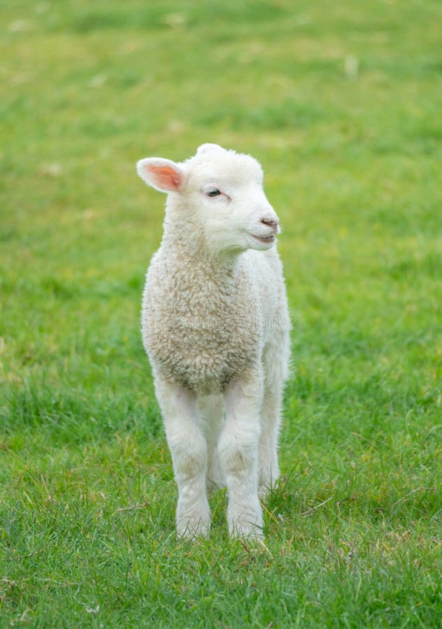 Spring Lamb Standing in Field Stock Image - Image of spring, sheep ...