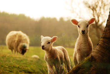 Spring Lambs Looking Directly at You Stock Image - Image of forest ...