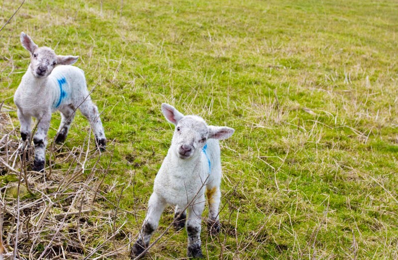 Spring Lambs stock photo. Image of farmland, land, cute - 13382202