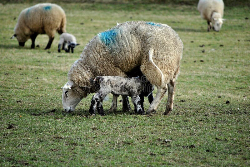 Spring lambs stock photo. Image of young, lamb, sheep - 17627158