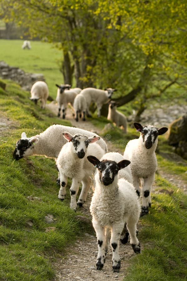 Spring lambs stock photo. Image of lambs, farmers, agriculture - 24118248