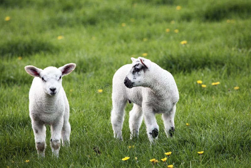 Spring lambs stock photo. Image of lambs, farmers, agriculture - 24118248