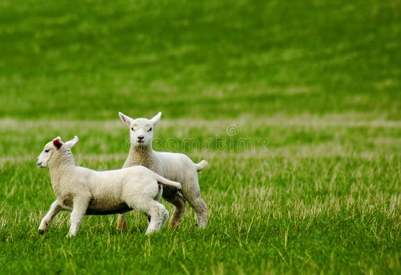 Frolicking Lambs Stock Photos - Free & Royalty-Free Stock Photos from ...