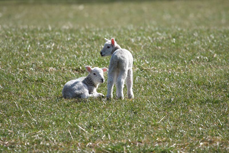 Spring lambs stock photo. Image of lamb, cute, fence, care - 4797618