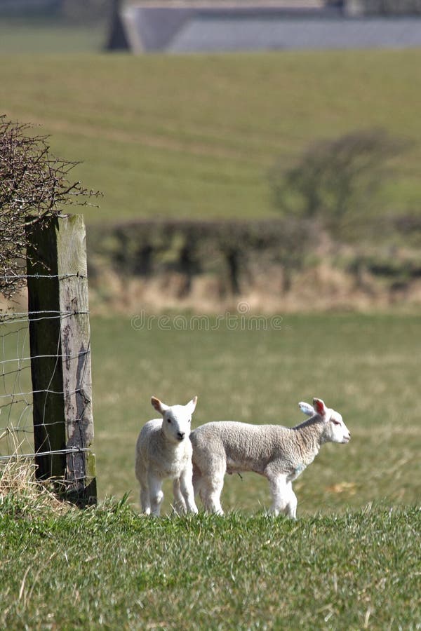 Spring lambs stock photo. Image of lambs, farmers, agriculture - 24118248