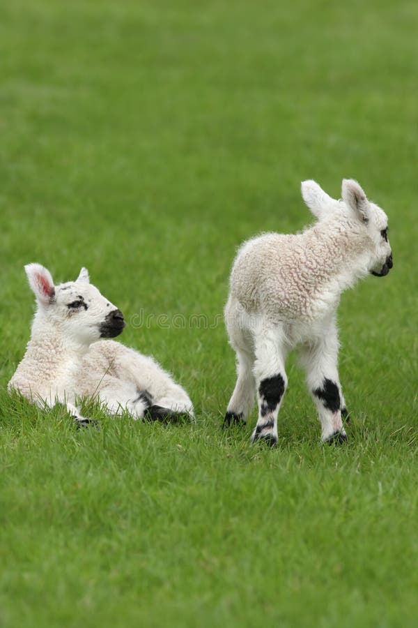Spring Lambs stock image. Image of balanced, born, countryside - 6671247