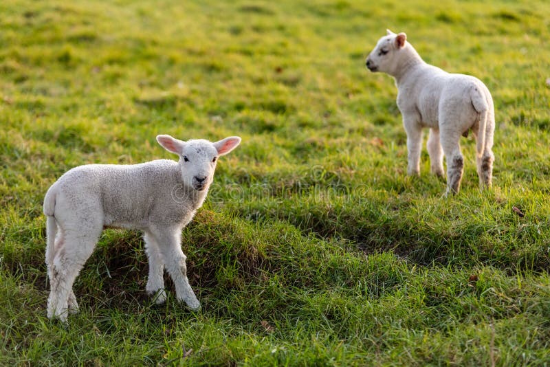 Spring Lambs Baby Sheep in a Field Stock Image - Image of animals ...
