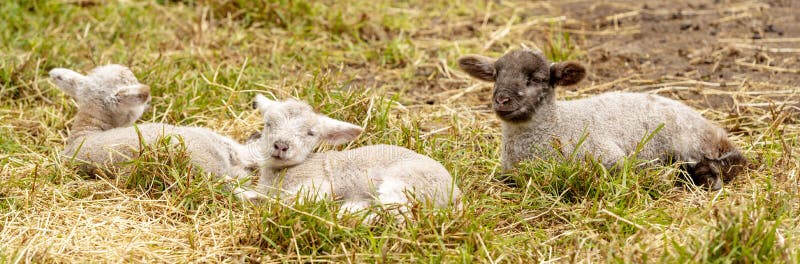 Spring Lambs in Field stock image. Image of mammal, farm - 139654349