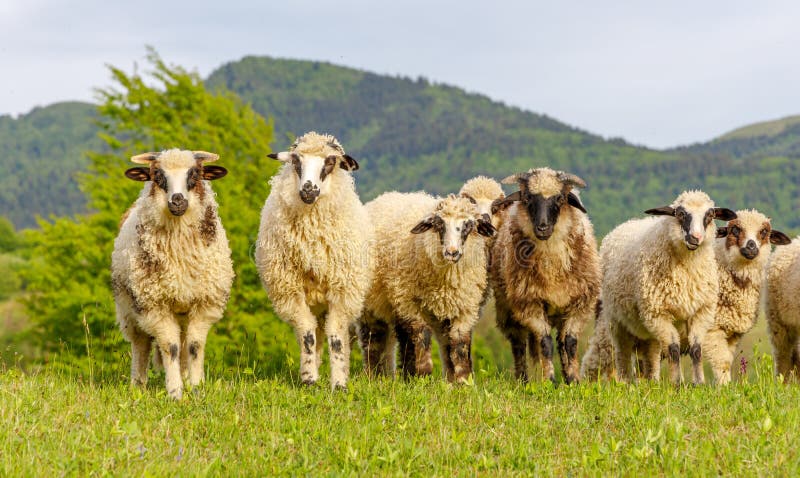 Spring Lambs Grazing on Field. Beautiful Rural Landscape Stock Photo ...