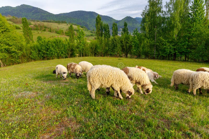 Spring Lambs Grazing on Field. Beautiful Rural Landscape Stock Image ...