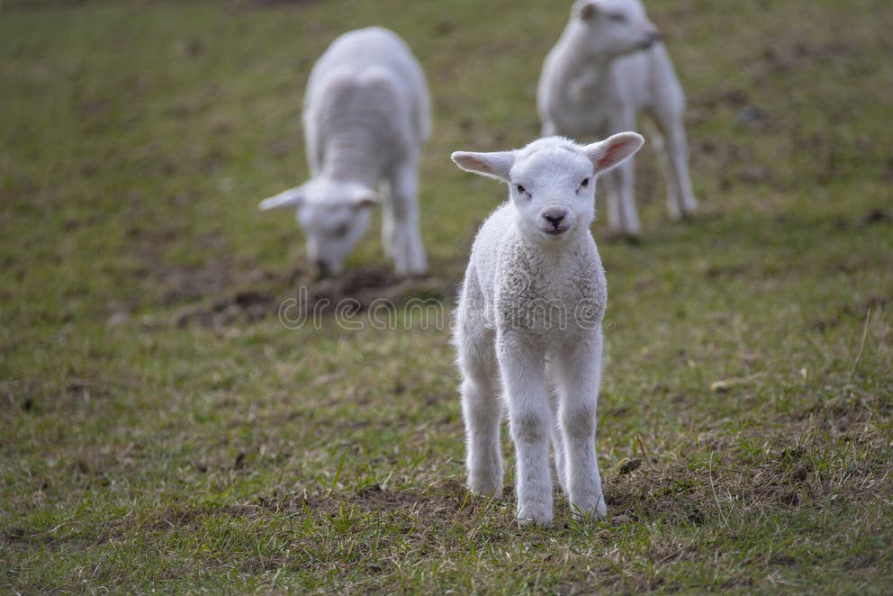 Spring Lambs. New Born Lambs at the Farm Stock Image - Image of grazing ...