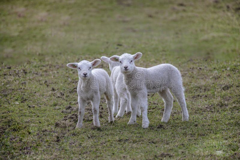Spring Lambs. New Born Lambs at the Farm Stock Photo - Image of green ...