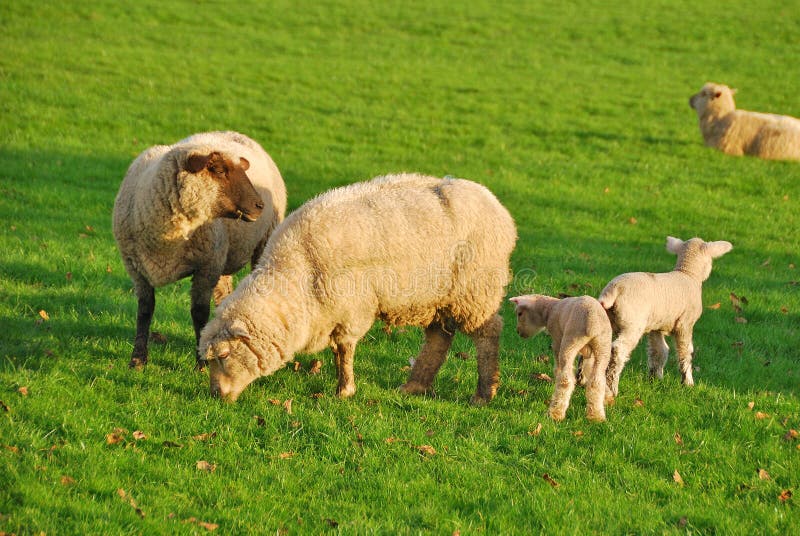 Spring Lambs stock photo. Image of ranch, farming, grass - 33982984