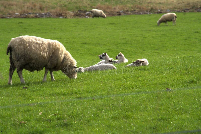 Spring lambs in Scotland stock image. Image of hiking - 362595895