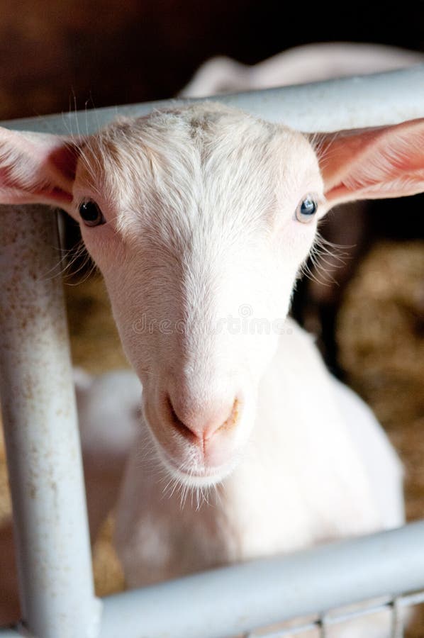 Freshly shaved lambs stock photo. Image of shear, lamb - 214156826