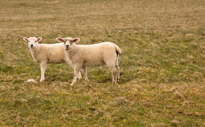 Spring lambs. stock photo. Image of animals, grass, animal - 30344560