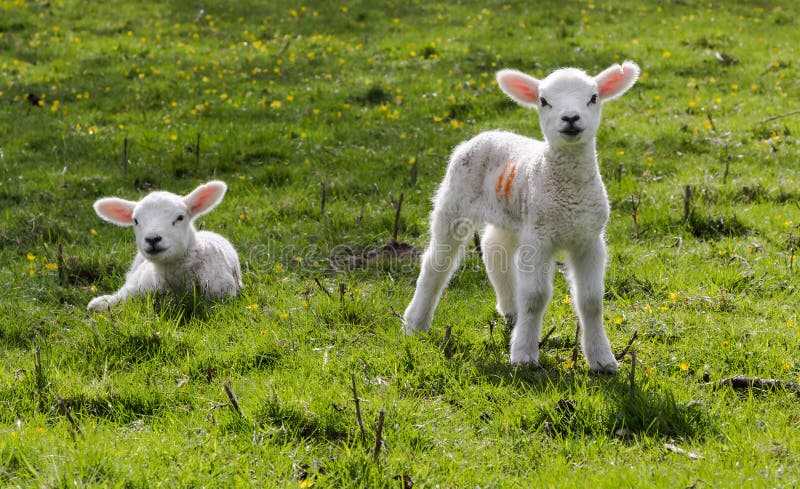 Spring Lambs stock photo. Image of farm, agriculture - 17203614