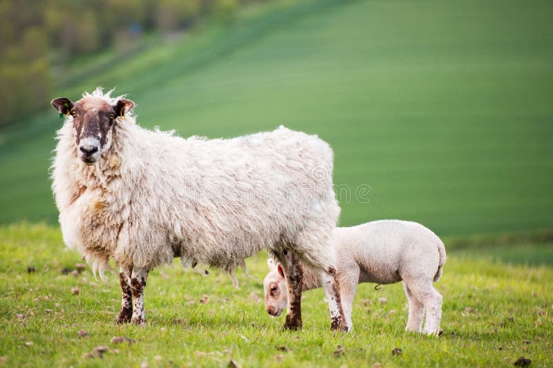 Spring Lamd and Ewe Mother in Spring Stock Photo - Image of season ...