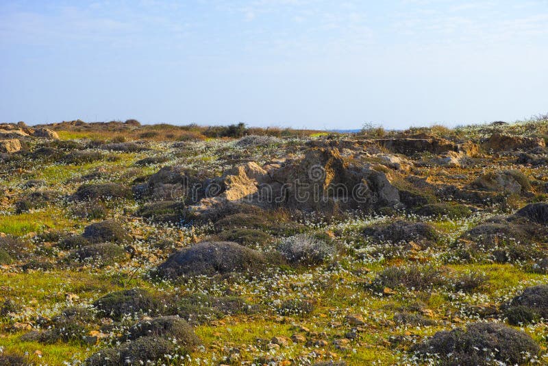 Spring Land with White Flowers and Stones. Blue Sky. Stock Photo ...
