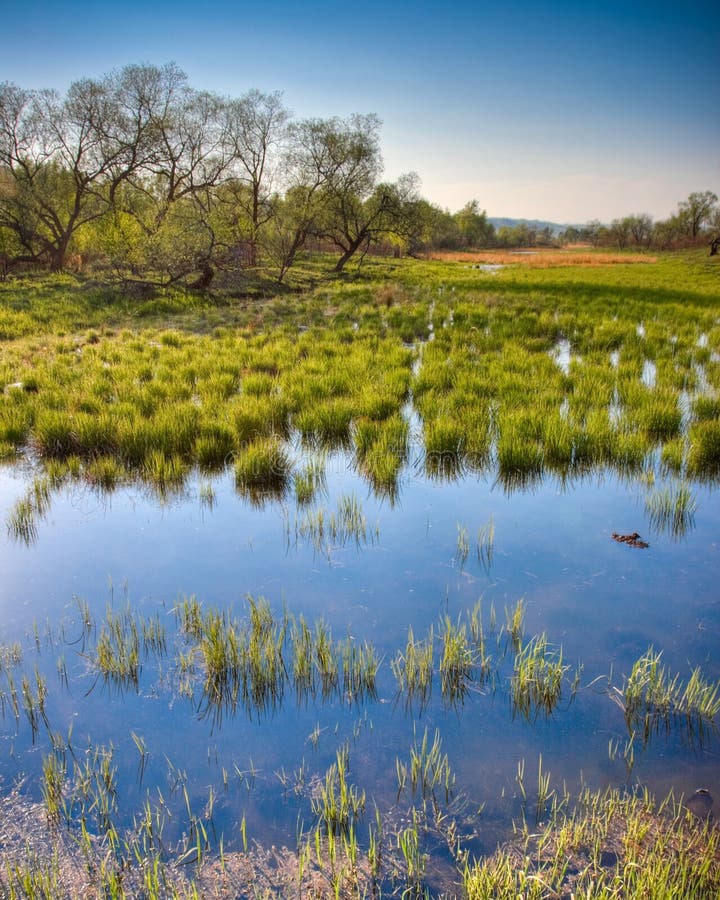 Spring landscape stock photo. Image of evening, nature - 12203886