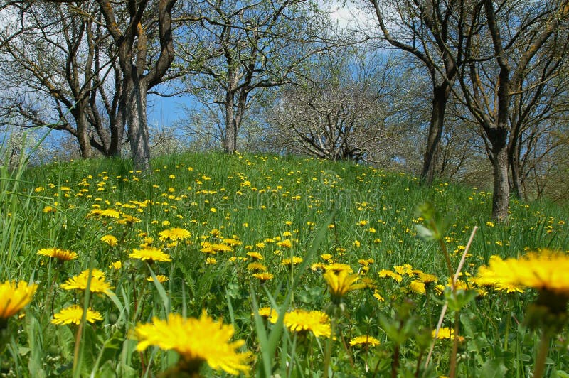 Spring Landscape in the Mountains of Romania Stock Image - Image of ...