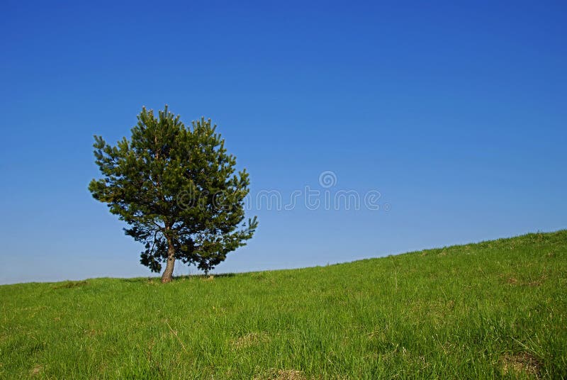 Spring landscape stock image. Image of back, hills, christmas - 13349409
